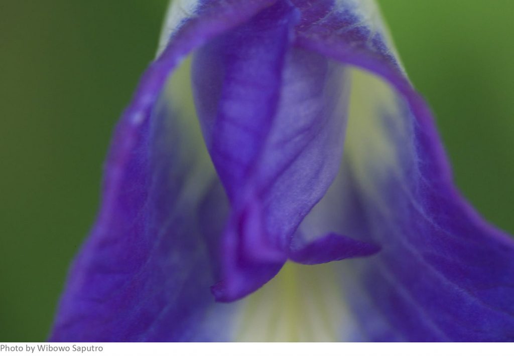 Ranting dan Pokok Pohon Anggur | LBI